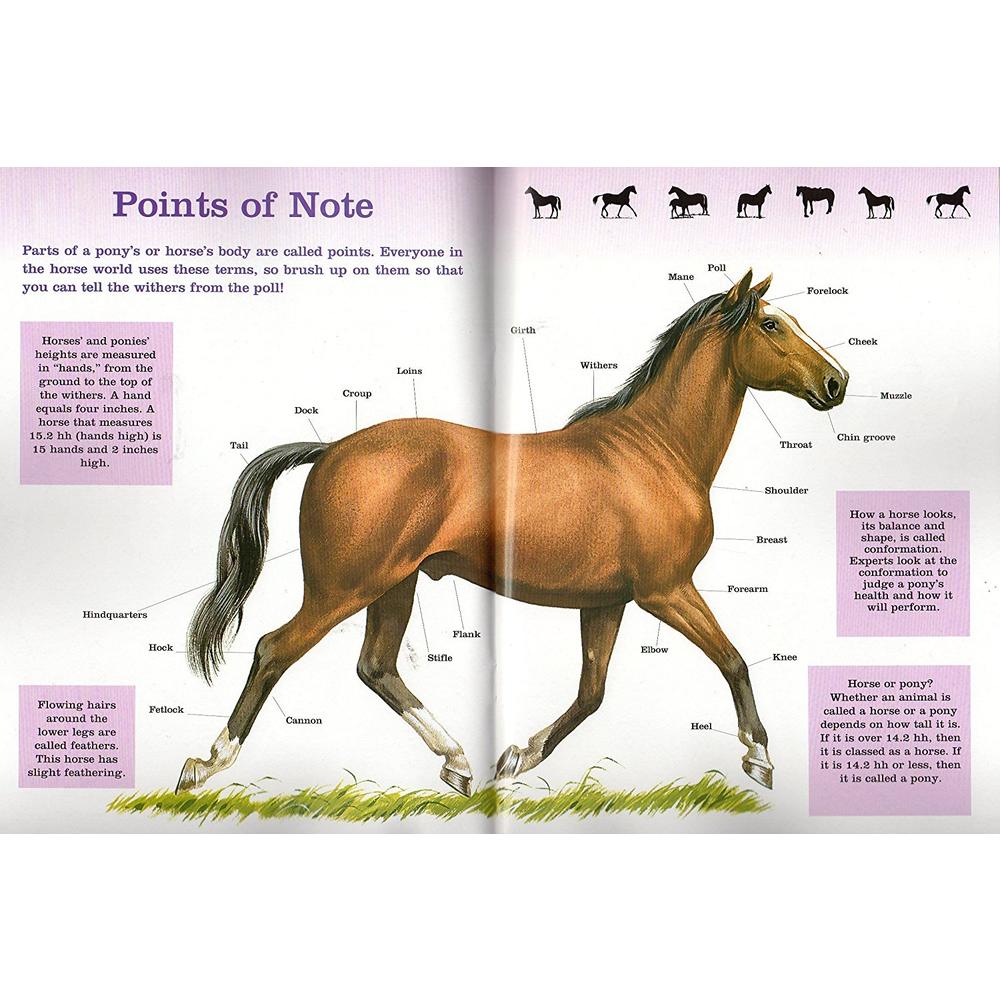 PAPERCRAFT Horses & Ponies Sticker Book with 15 Stickers. Activity Book