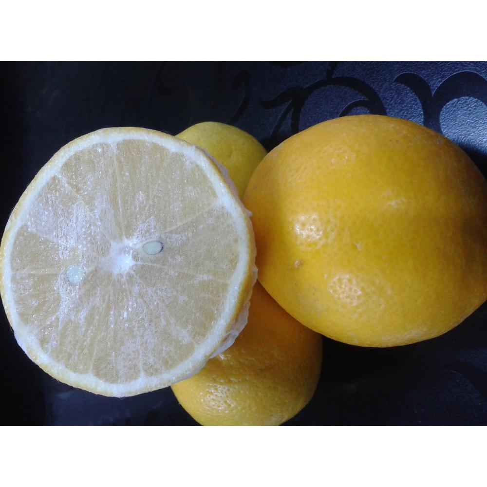 HardtoGETitems Lemon Wrap, Lemon Covers, Lemon Stretch Wraps, 100 Count ...