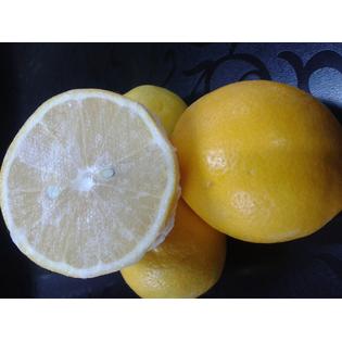 HardtoGETitems Lemon Wrap, Lemon Covers, Lemon Stretch Wraps, for ...