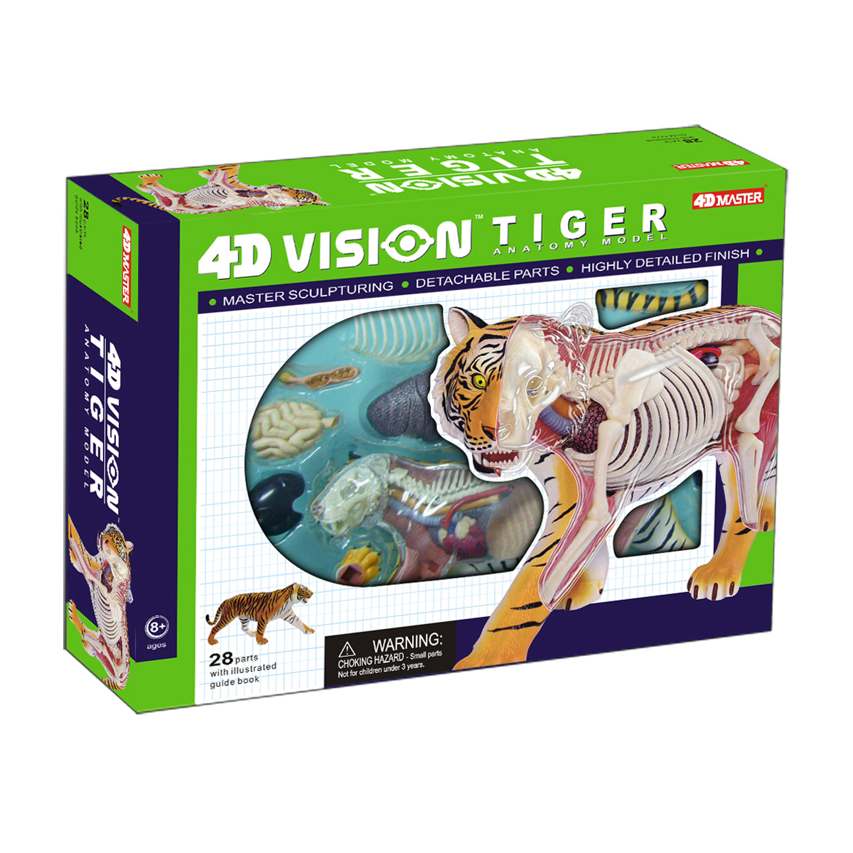 4D Master 4D Vision Tiger Anatomy Model