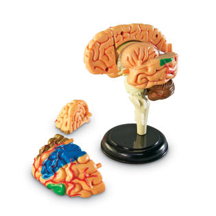Learning Resources Model Brain Anatomy