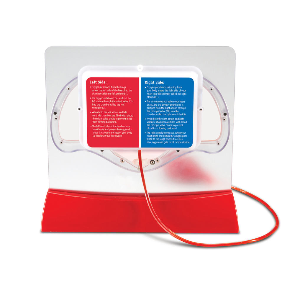 Learning Resources Pumping Heart Model