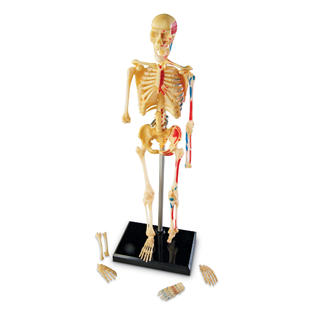 Learning Resources Human Skeleton Model