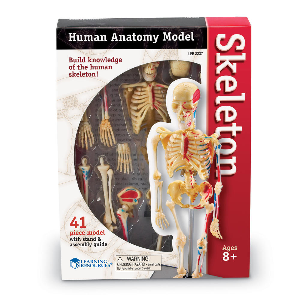 Learning Resources Human Skeleton Model