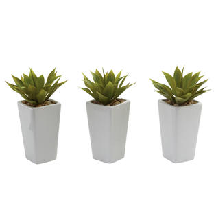 Mini Agave With Planter Set of Three White