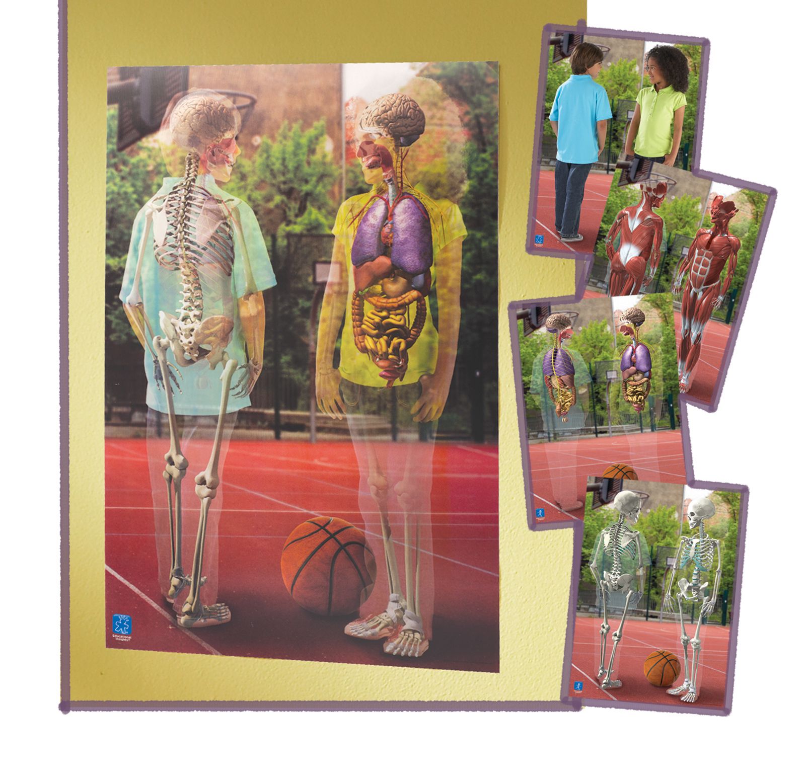 INSIDE OUT LENTICULAR HUMAN BODY POSTER