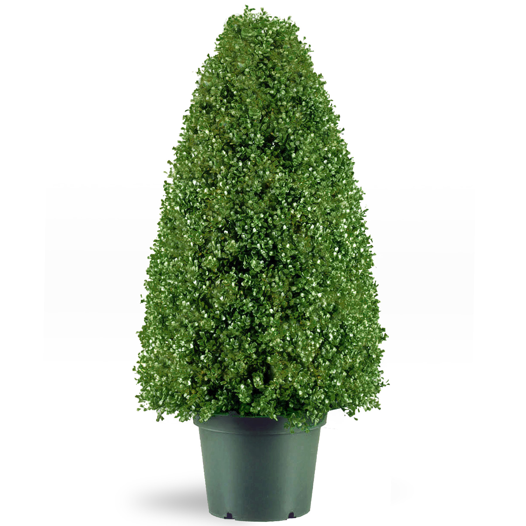 National Tree Company 36" Boxwood Tree