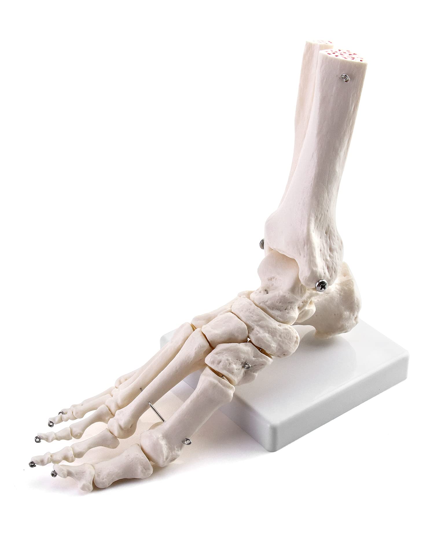 QWORK Human Foot Skeleton Model, Life Size Medical Anatomy Foot and ...