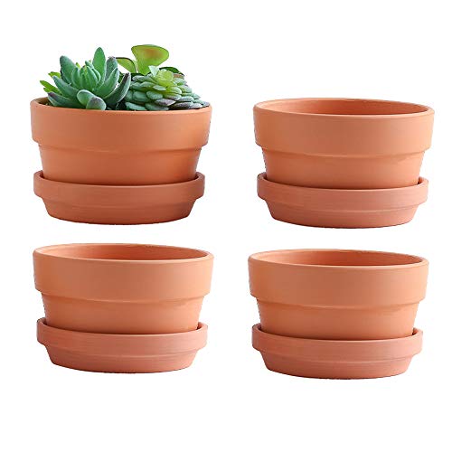 Interesting Shallow Terracotta Pots Gallery