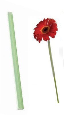 Gerbera Tubes Gerbera Daisy Floral Arranging Straws Tubes 3/8â€ x 8â ...