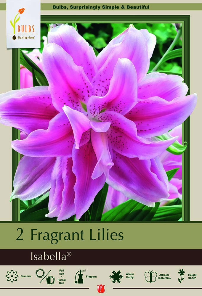 Hirt's Gardens Isabella Double Oriental RoseLily - 2 Bulbs - Huge Double Blooms - Fragrant