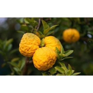 Hirts Gardens Triadcitrusyuzu5 Rare Yuzu Citrus Tree Indoorsout