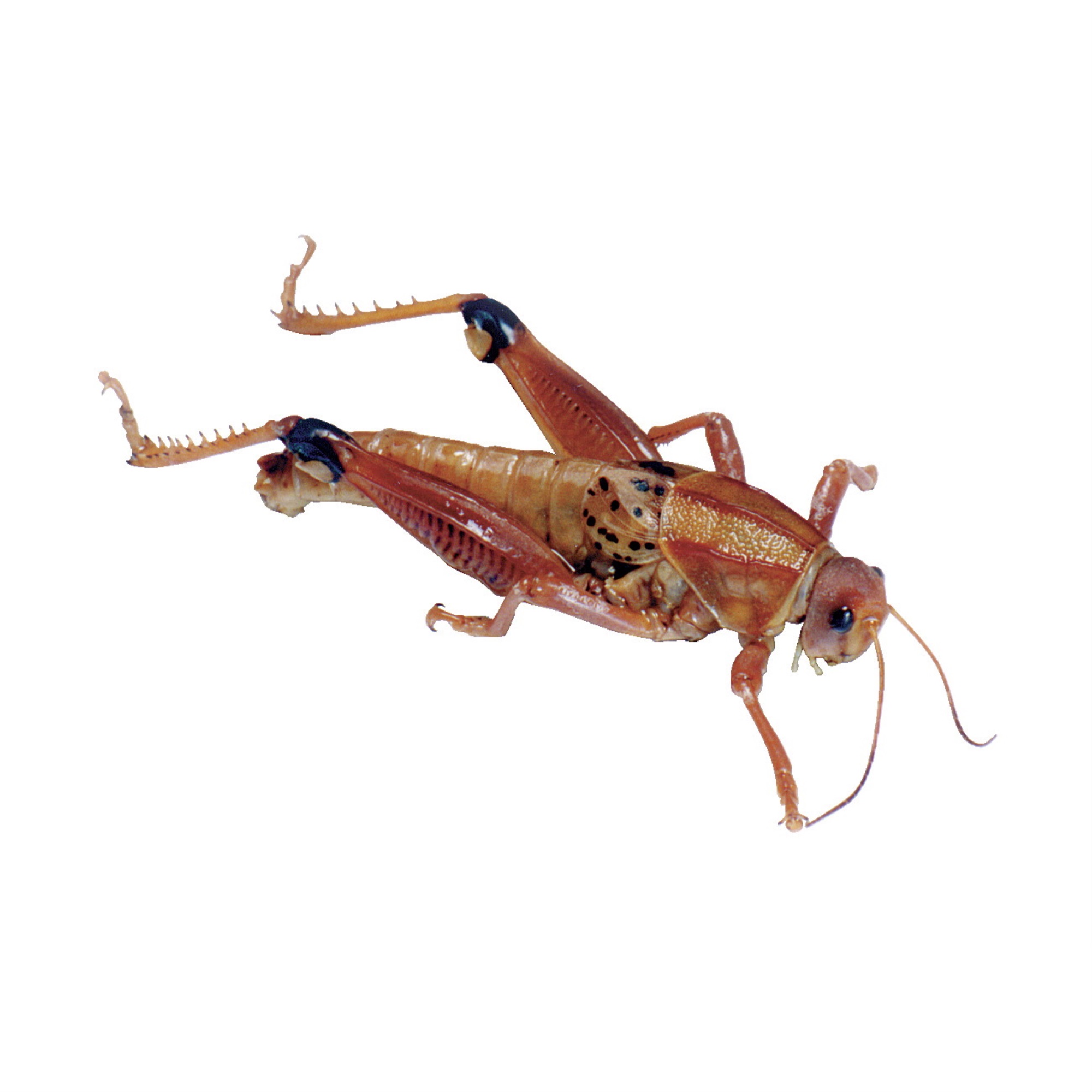 Frey Scientific Choice Preserved Grasshoppers, Tracheal Injection, Pail ...