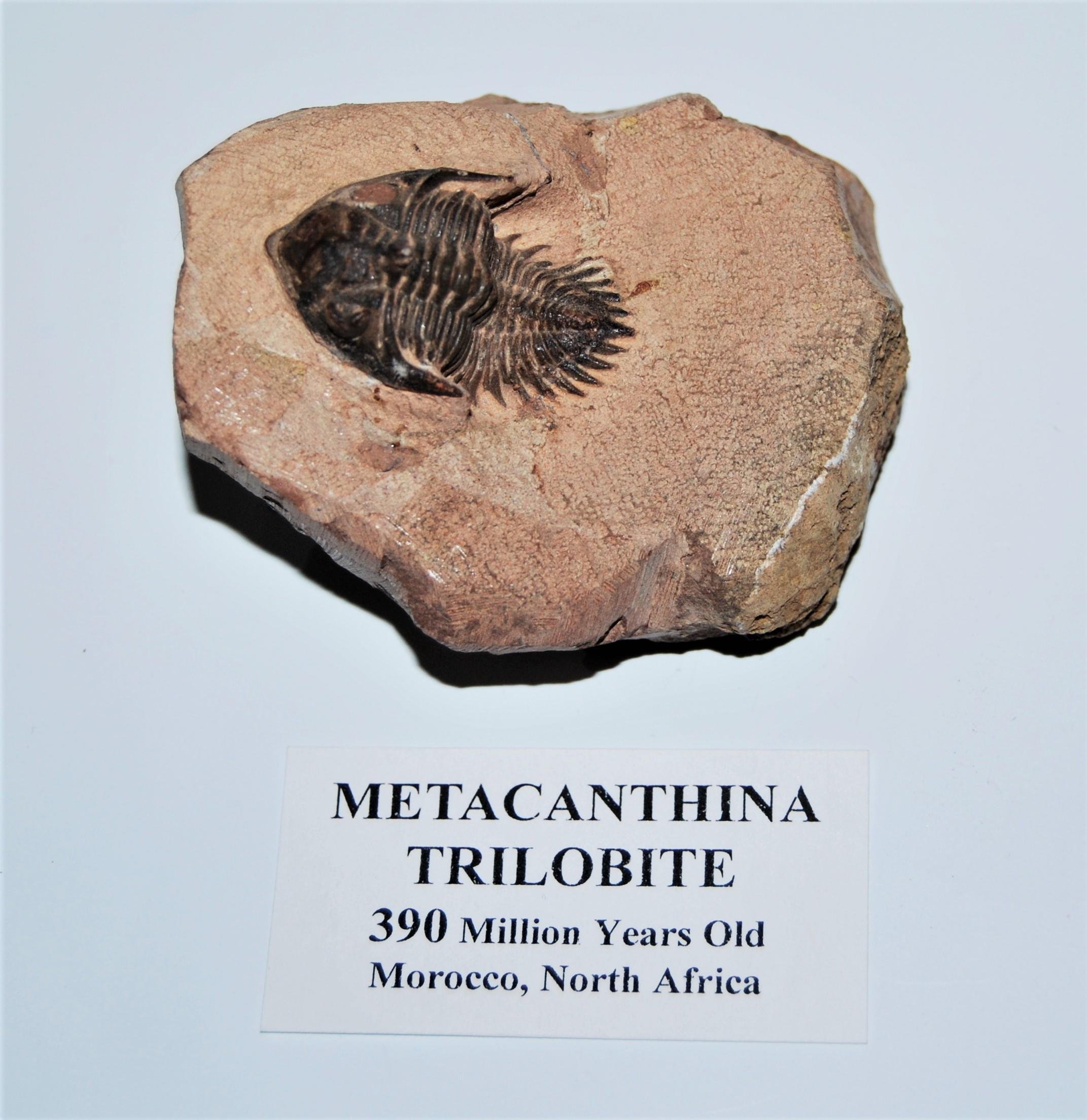 Fossils, Meteorites, Trilobite Metacanthina Fossil Morocco 390 Million ...