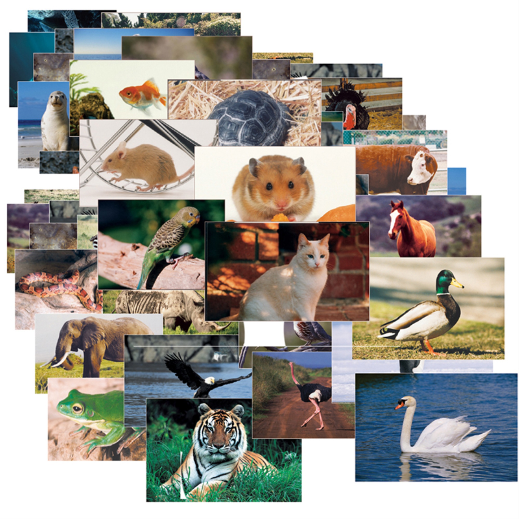 Stages Learning Materials Animals & Insects Posters Mega Set, 14" x 19 ...