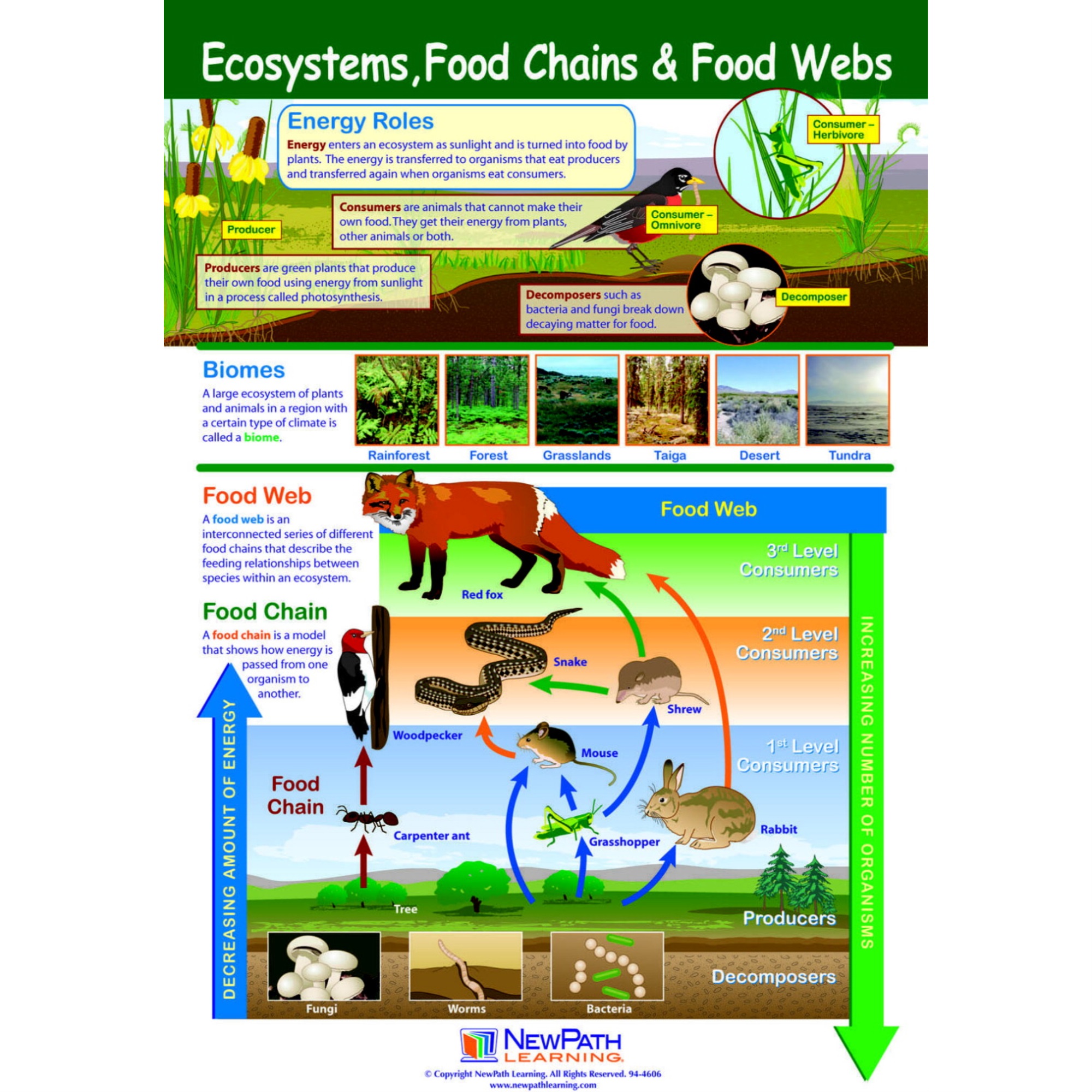 Newpath 1440471 NewPath Learning Ecosystems, Food Chains, and Food Webs ...