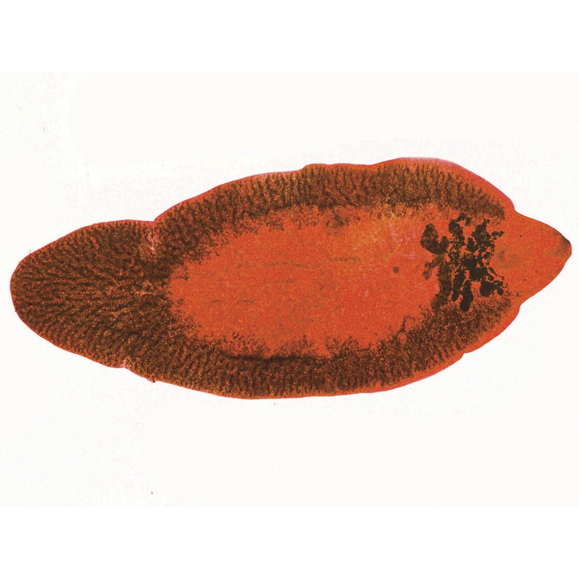 NeoSCI Neo/GUIDE Microscope Slides - Survey of Animals - Set of 20