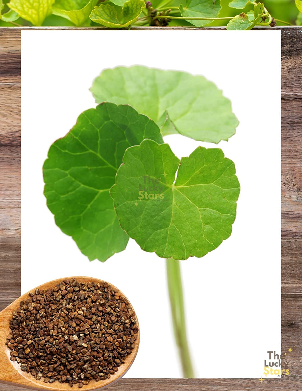 The Lucky Stars 2100 green gotu Kola Seeds - Hat Rau Ma - Big Leaf Seed ...