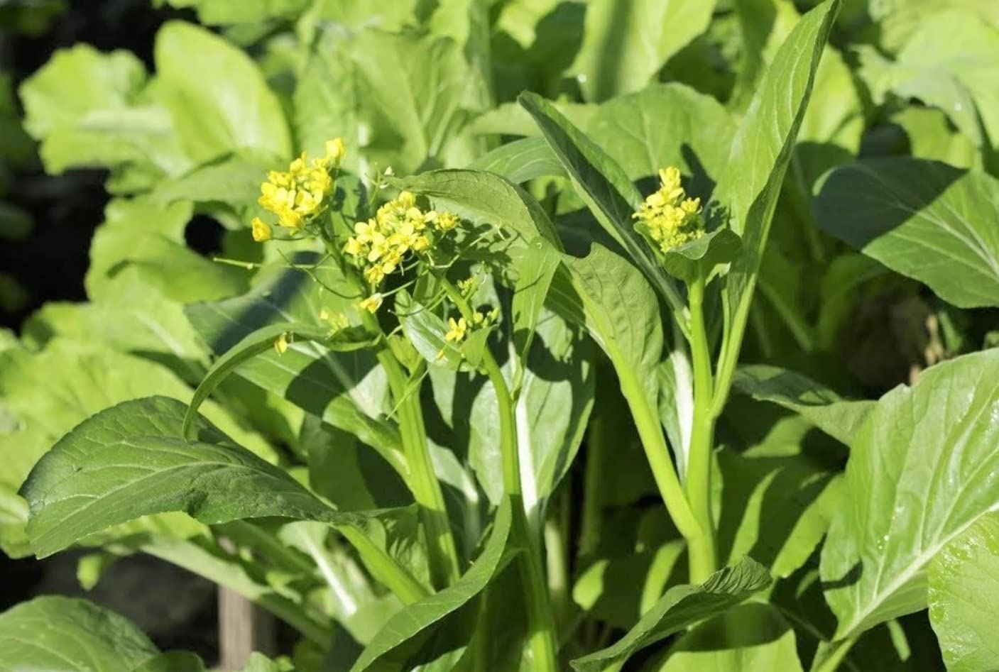 The Lucky Stars 7000 Yu choy Sum Seeds for Planting - chinese Flowering ...