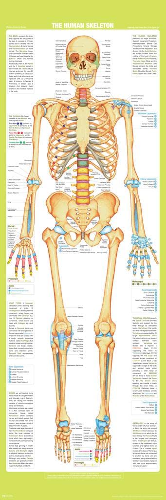 Poster Foundry Long Human Skeleton Anterior Anatomy Vertical Chart Body ...