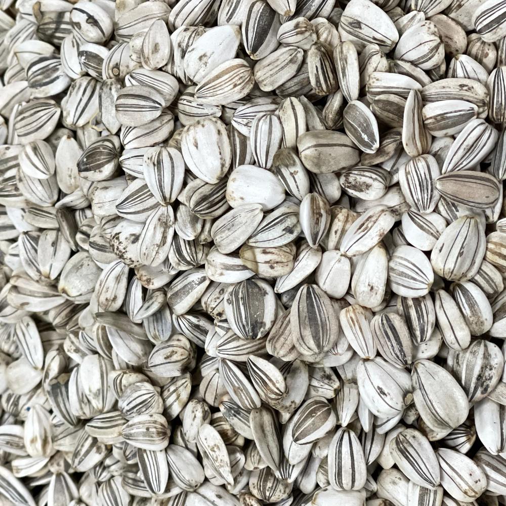 Seed Needs, 600+ Large Mammoth Grey Stripe Sunflower Seeds for Planting ... Seed Needs, 600+ Large Mammoth Grey Stripe Sunflower Seeds for Planting ...